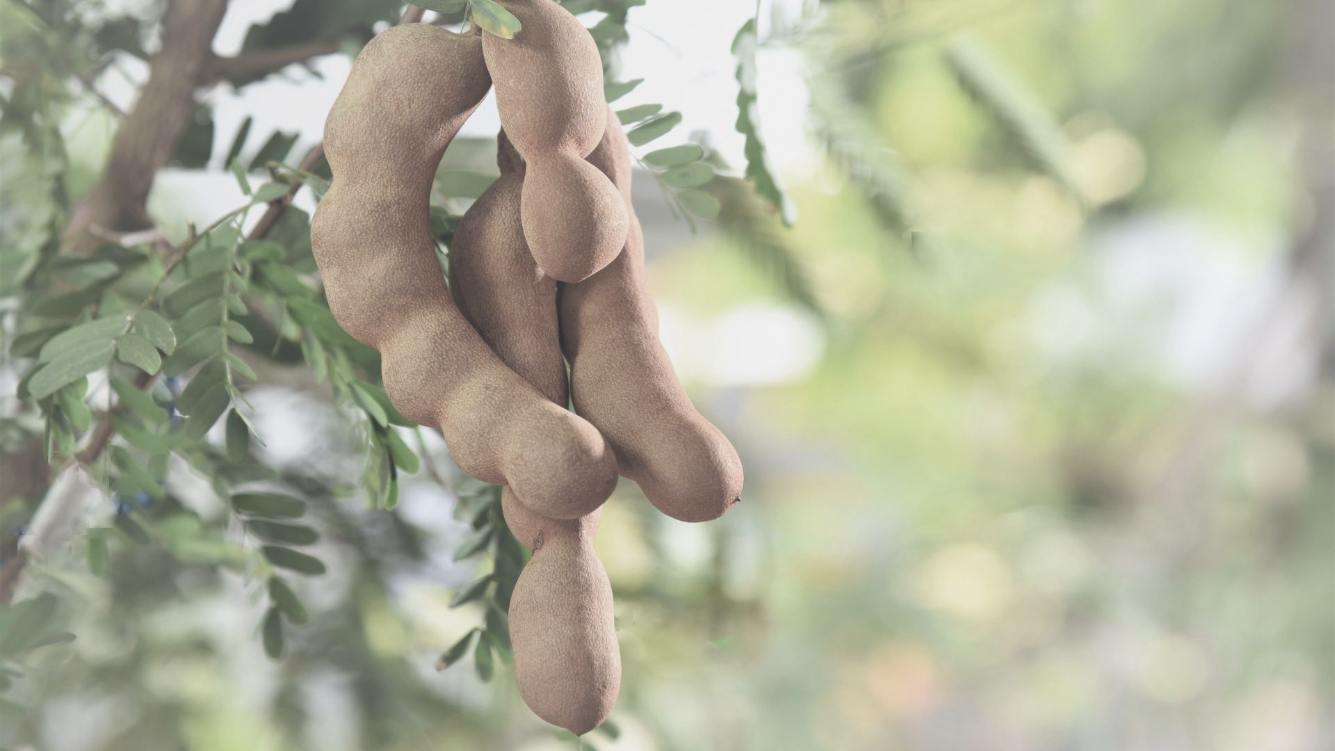 The Exquisite Allure of Organic Tamarind from Sri Lanka: A Tangy ...